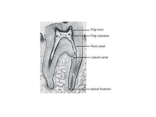 physiology of dental pulp & periapical tissues-1.pptx