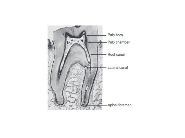 physiology of dental pulp & periapical tissues-1.pptx