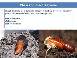 Physiology of Diapause.pptx