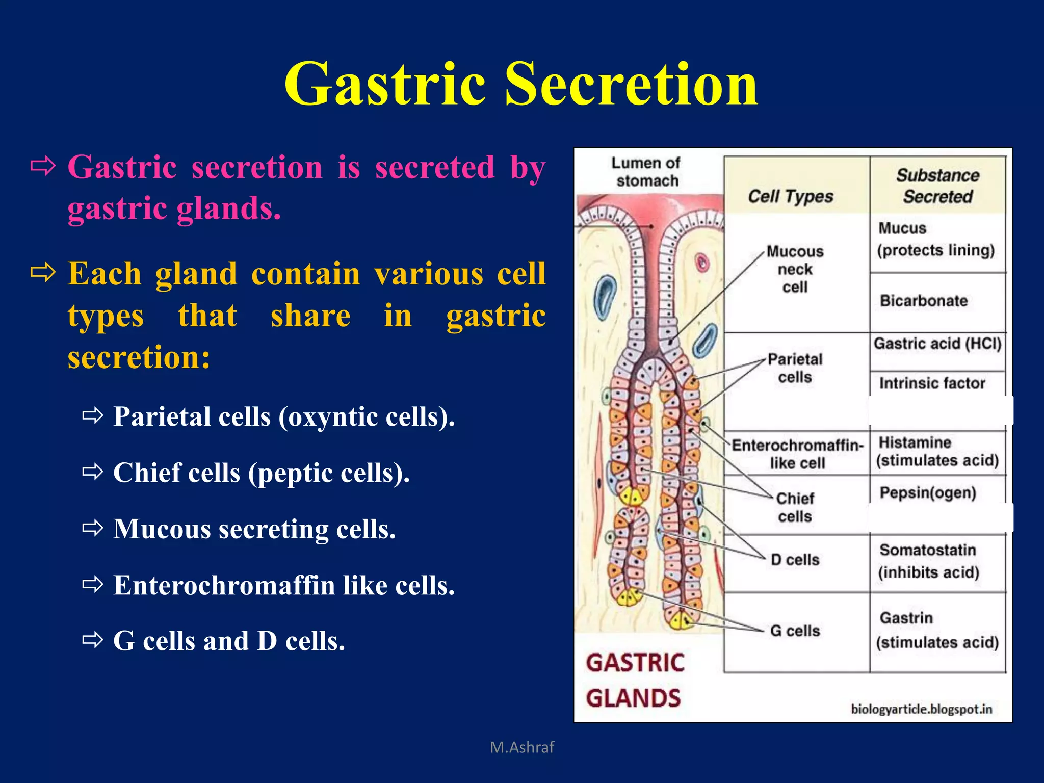 Physiology of digestion | PDF