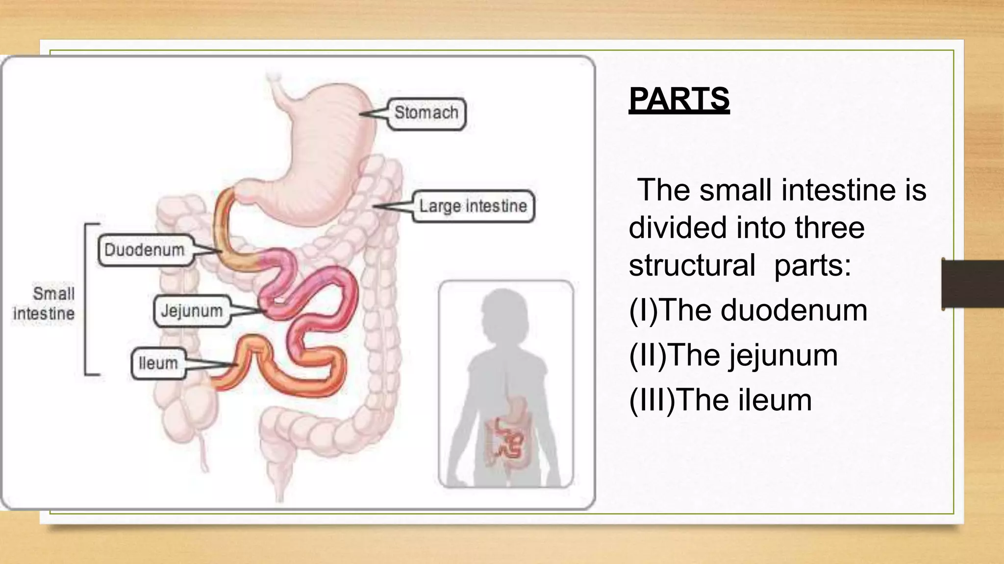 The Ultimate Guide to Understanding the Human Digestive System | PPTX
