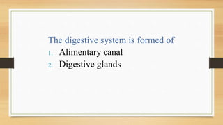 The Ultimate Guide to Understanding the Human Digestive System | PPTX