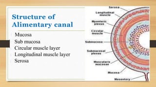 The Ultimate Guide to Understanding the Human Digestive System | PPTX