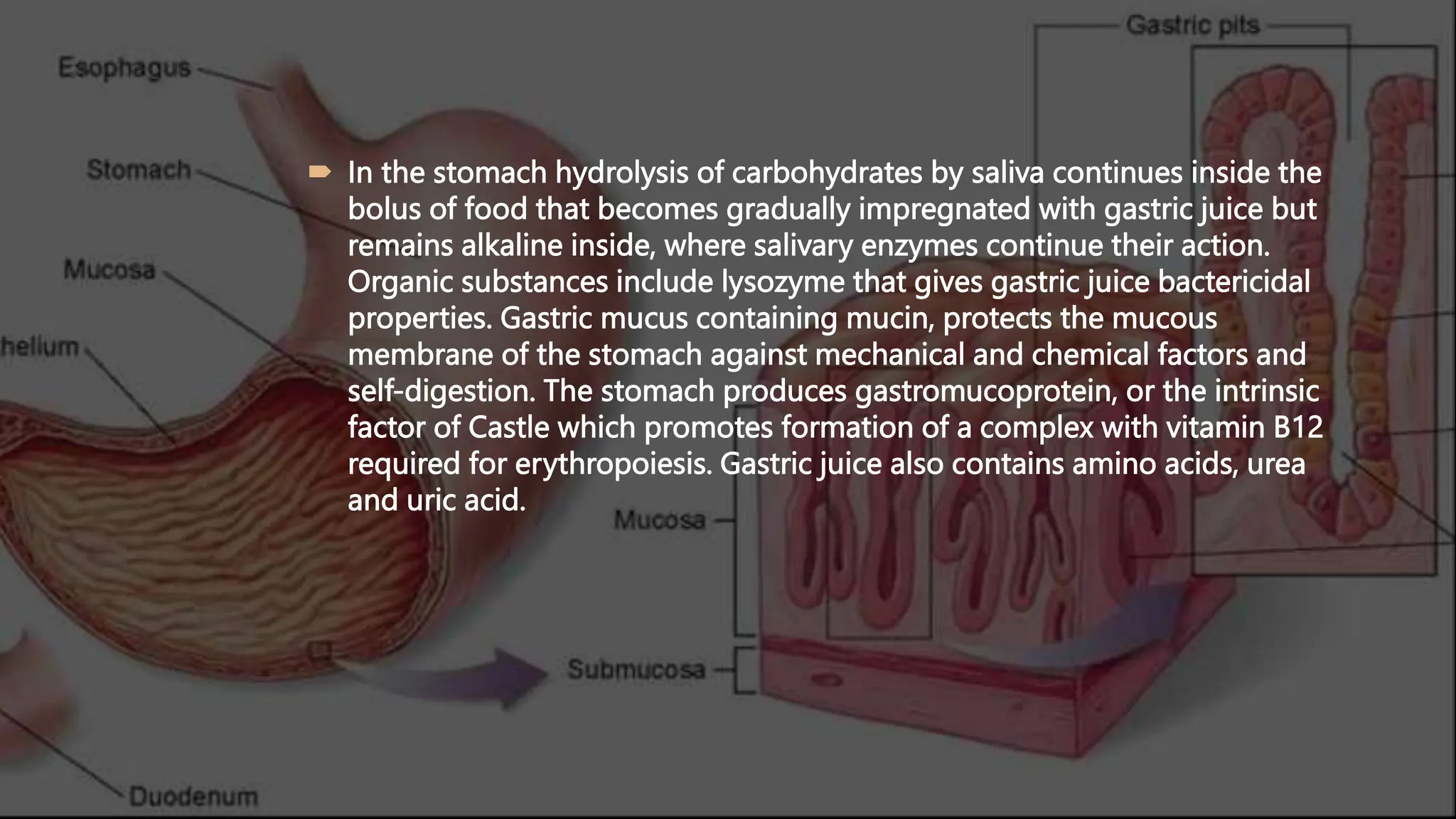 PHYSIOLOGY OF DIGESTION.digistive system | PPT