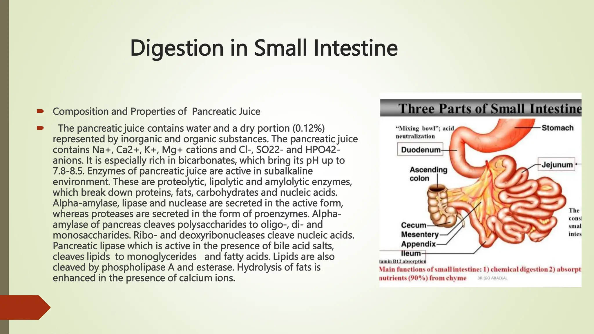 PHYSIOLOGY OF DIGESTION.digistive system | PPT