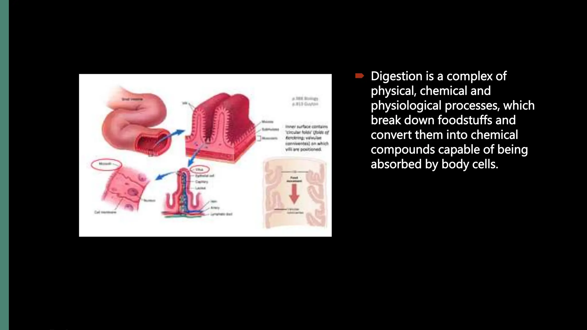 PHYSIOLOGY OF DIGESTION.digistive system | PPT