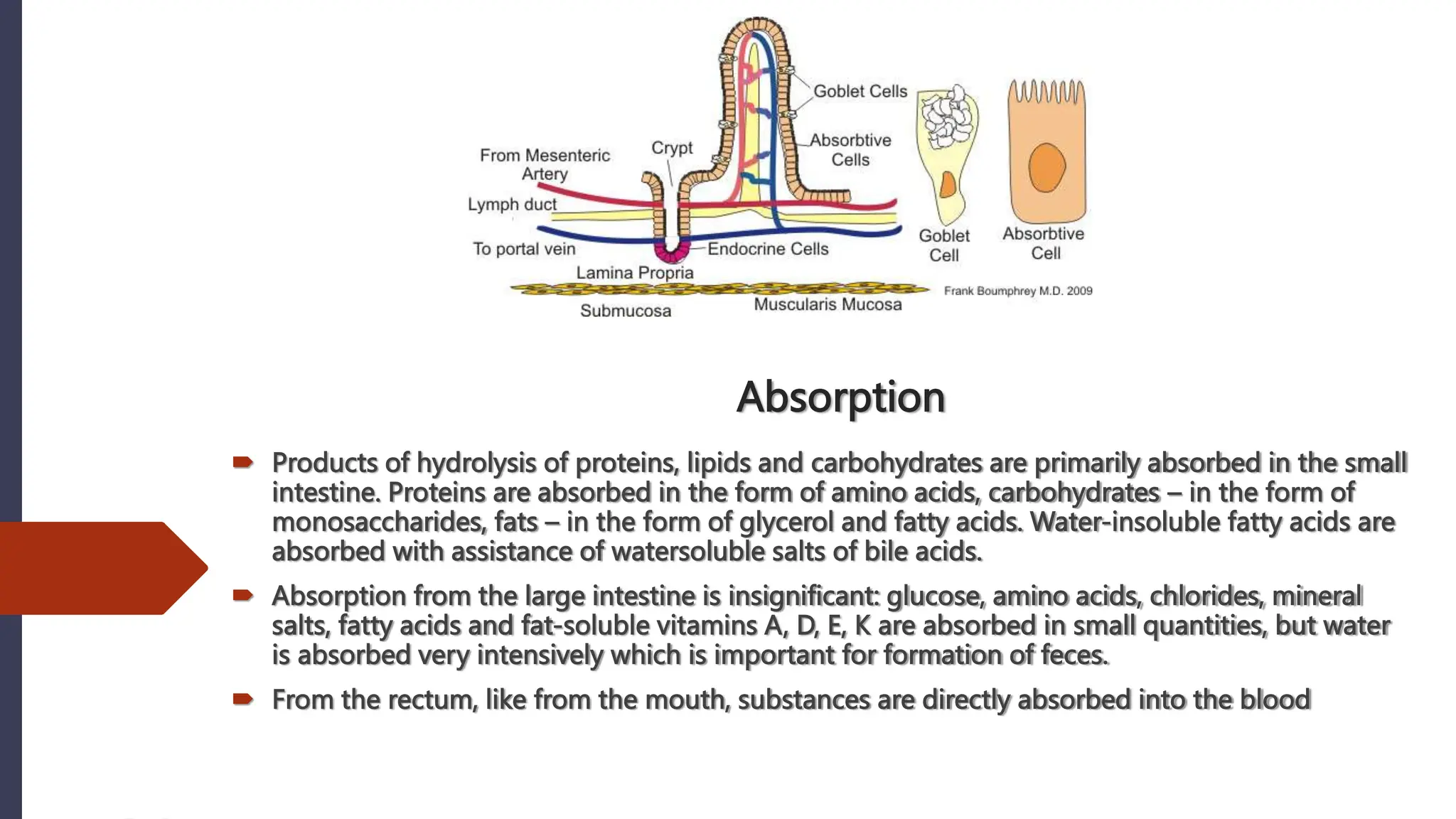PHYSIOLOGY OF DIGESTION.digistive system | PPT
