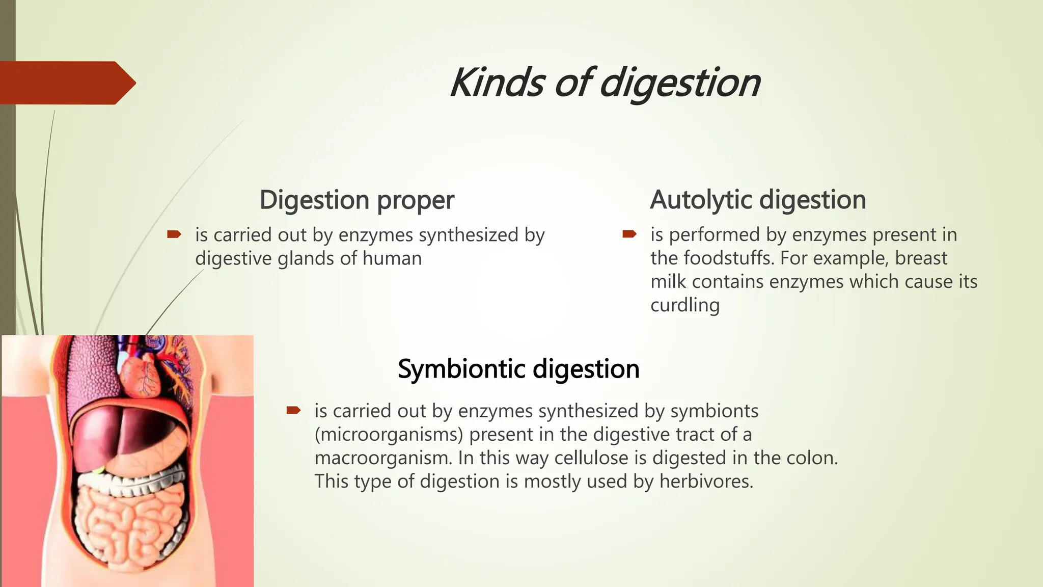 PHYSIOLOGY OF DIGESTION.digistive system | PPT