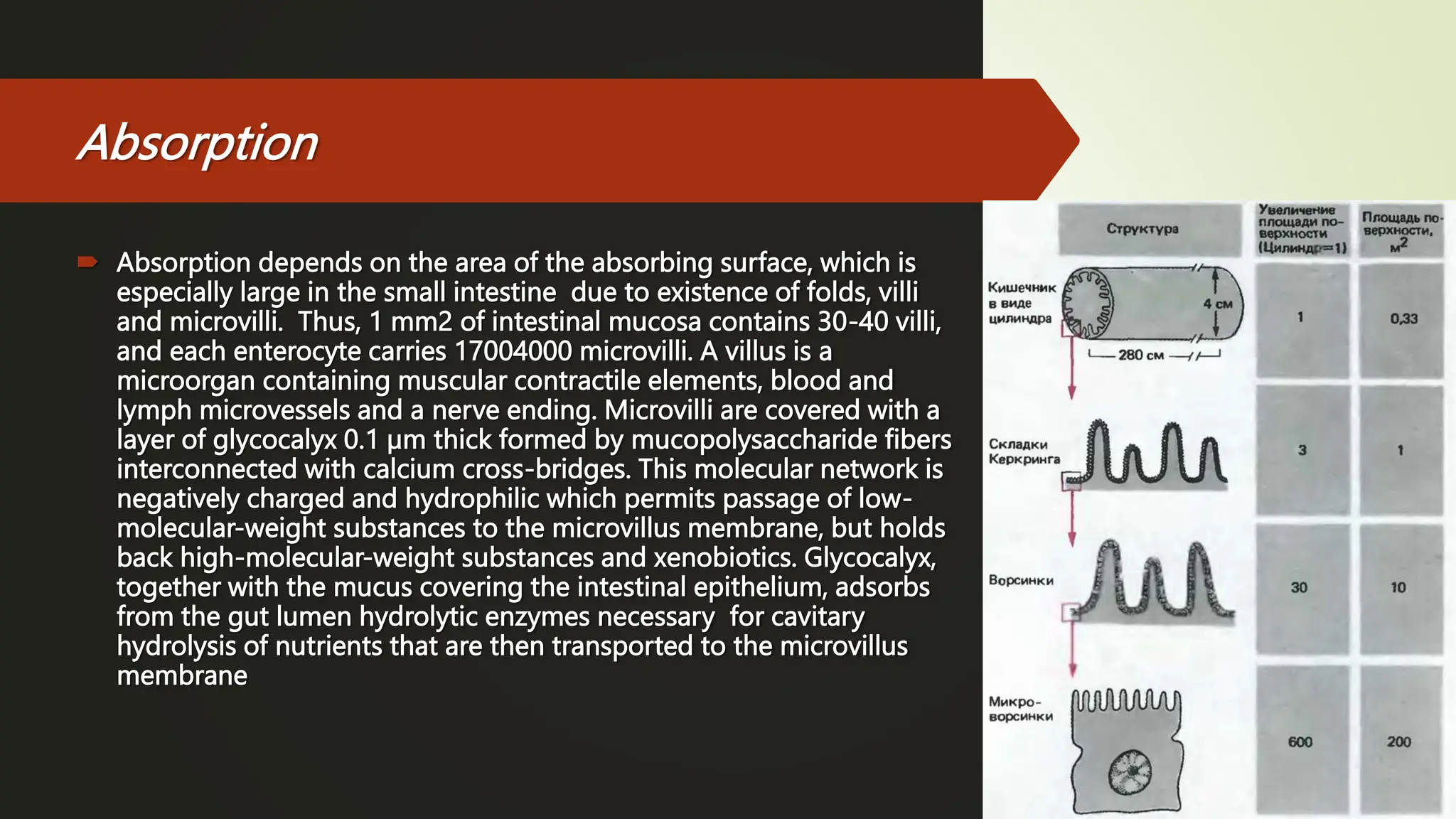 PHYSIOLOGY OF DIGESTION.digistive system | PPT