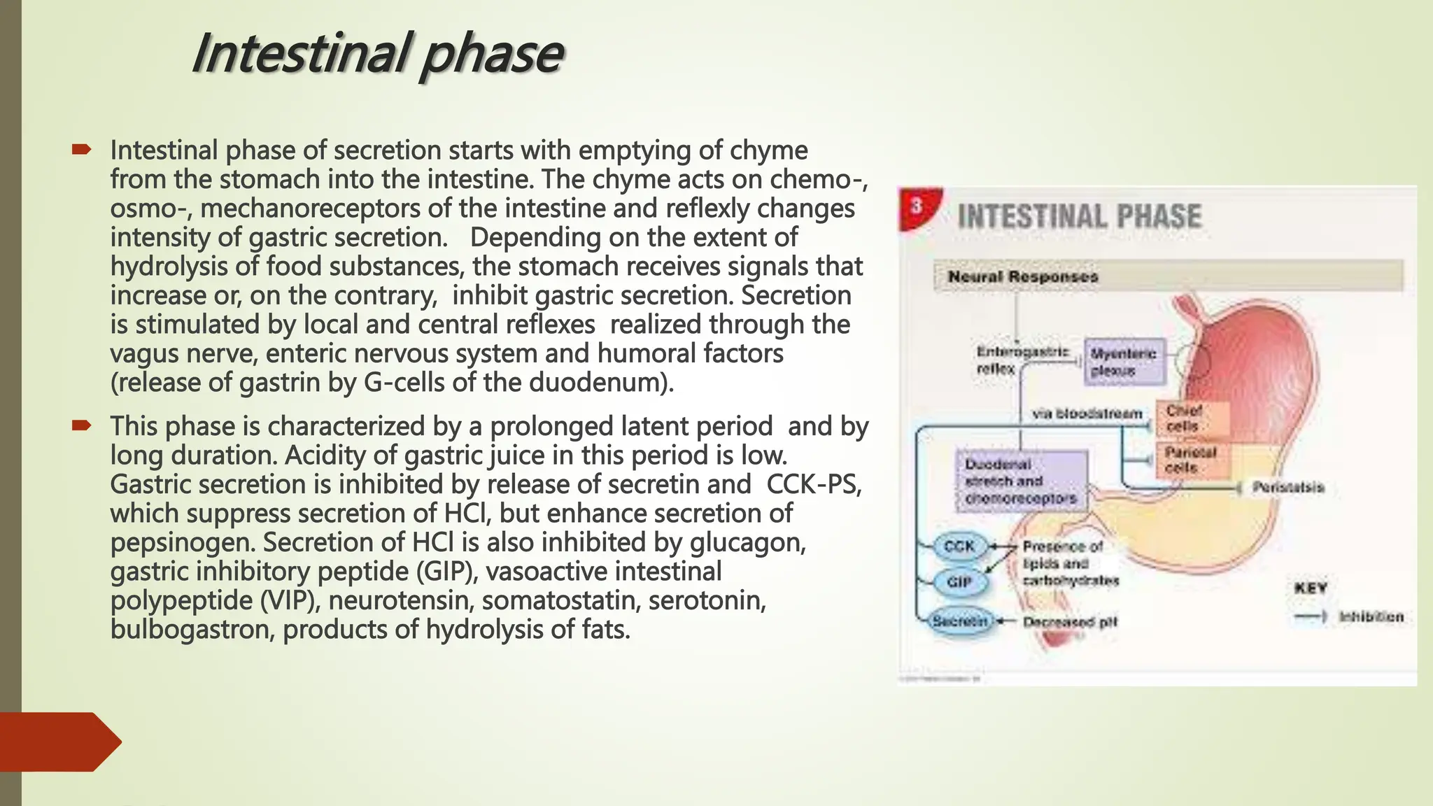PHYSIOLOGY OF DIGESTION.digistive system | PPT