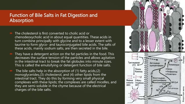 PHYSIOLOGY OF DIGESTION.digistive system | PPT