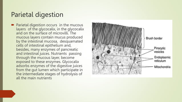 PHYSIOLOGY OF DIGESTION.digistive system | PPT
