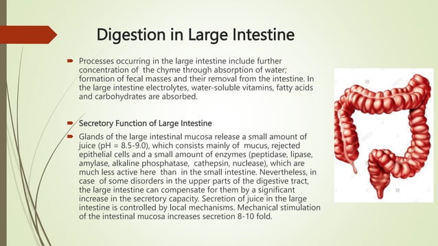 PHYSIOLOGY OF DIGESTION.digistive system | PPT