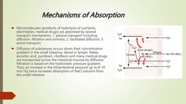 PHYSIOLOGY OF DIGESTION.digistive system | PPT