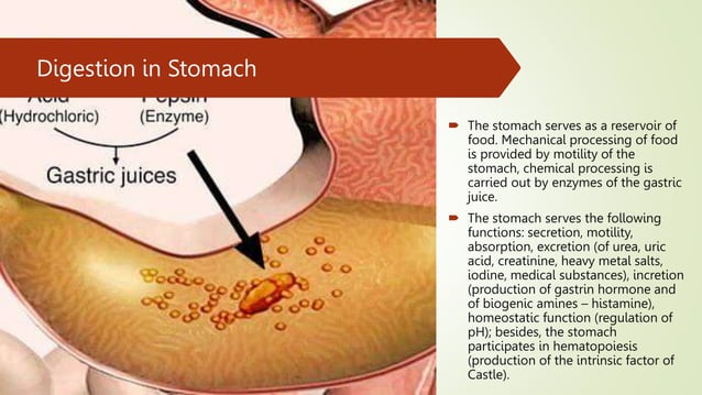 PHYSIOLOGY OF DIGESTION.digistive system | PPT
