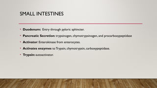 GASTROINTESTINAL SYSTEM. PHYSIOLOGY OF DIGESTION.ppt