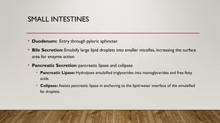 GASTROINTESTINAL SYSTEM. PHYSIOLOGY OF DIGESTION.ppt