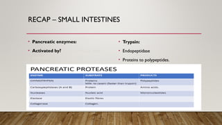 GASTROINTESTINAL SYSTEM. PHYSIOLOGY OF DIGESTION.ppt