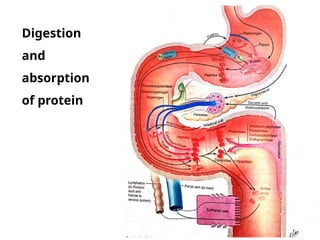 Physiology of digestions, absorption & assimilation | PPTX