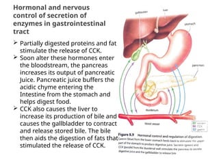 Physiology of digestions, absorption & assimilation | PPTX