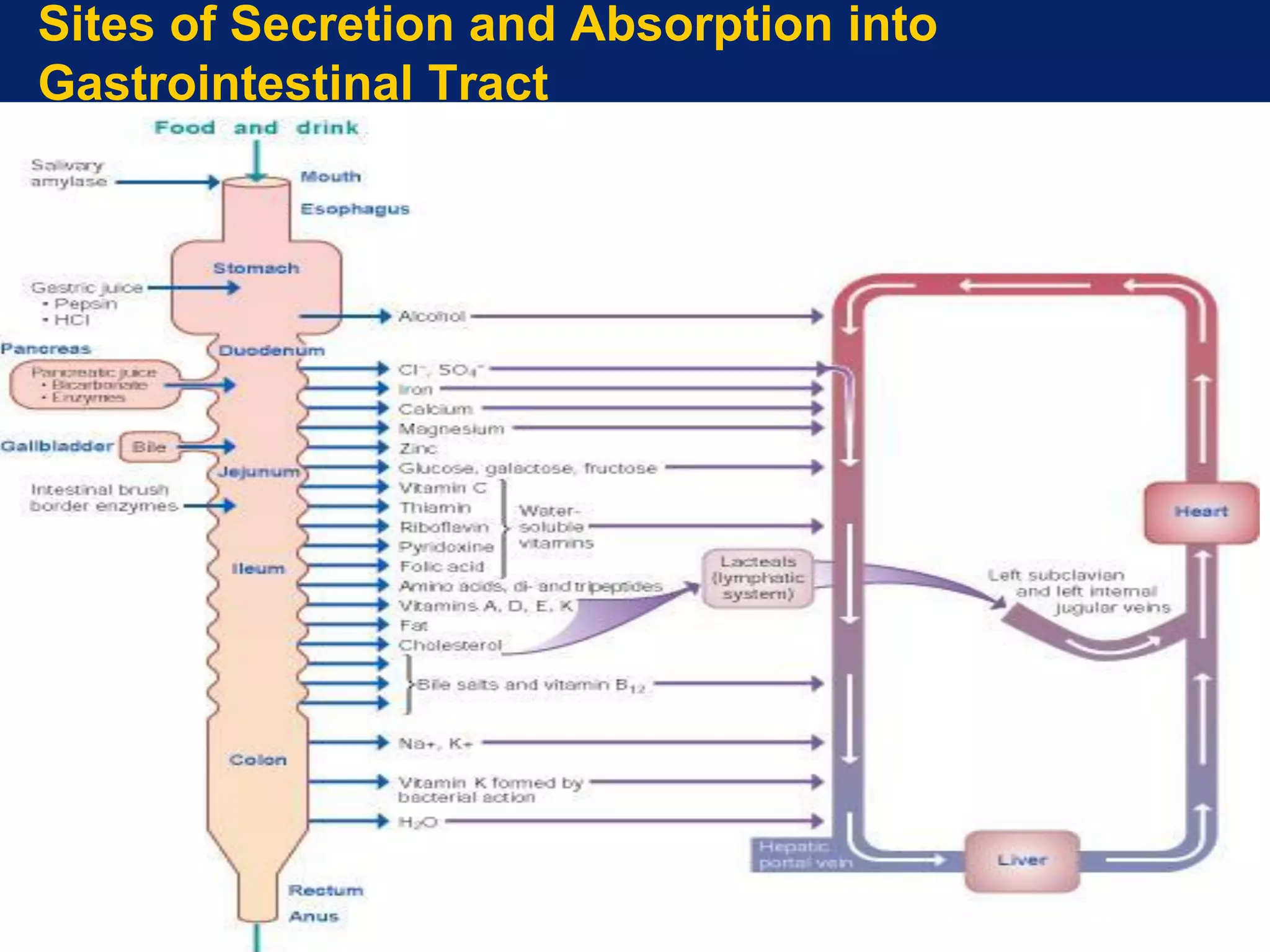 Physiology of digestion_10_01_2019_physiology (1) | PDF