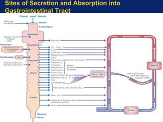 Physiology of digestion_10_01_2019_physiology (1) | PDF