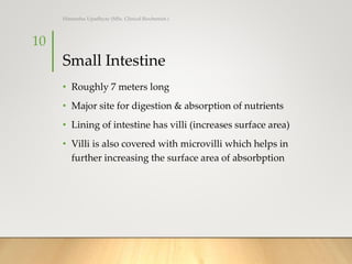 Physiology of digestive system | PPTX