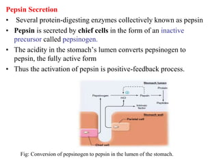 physiology of digestive system.ppt