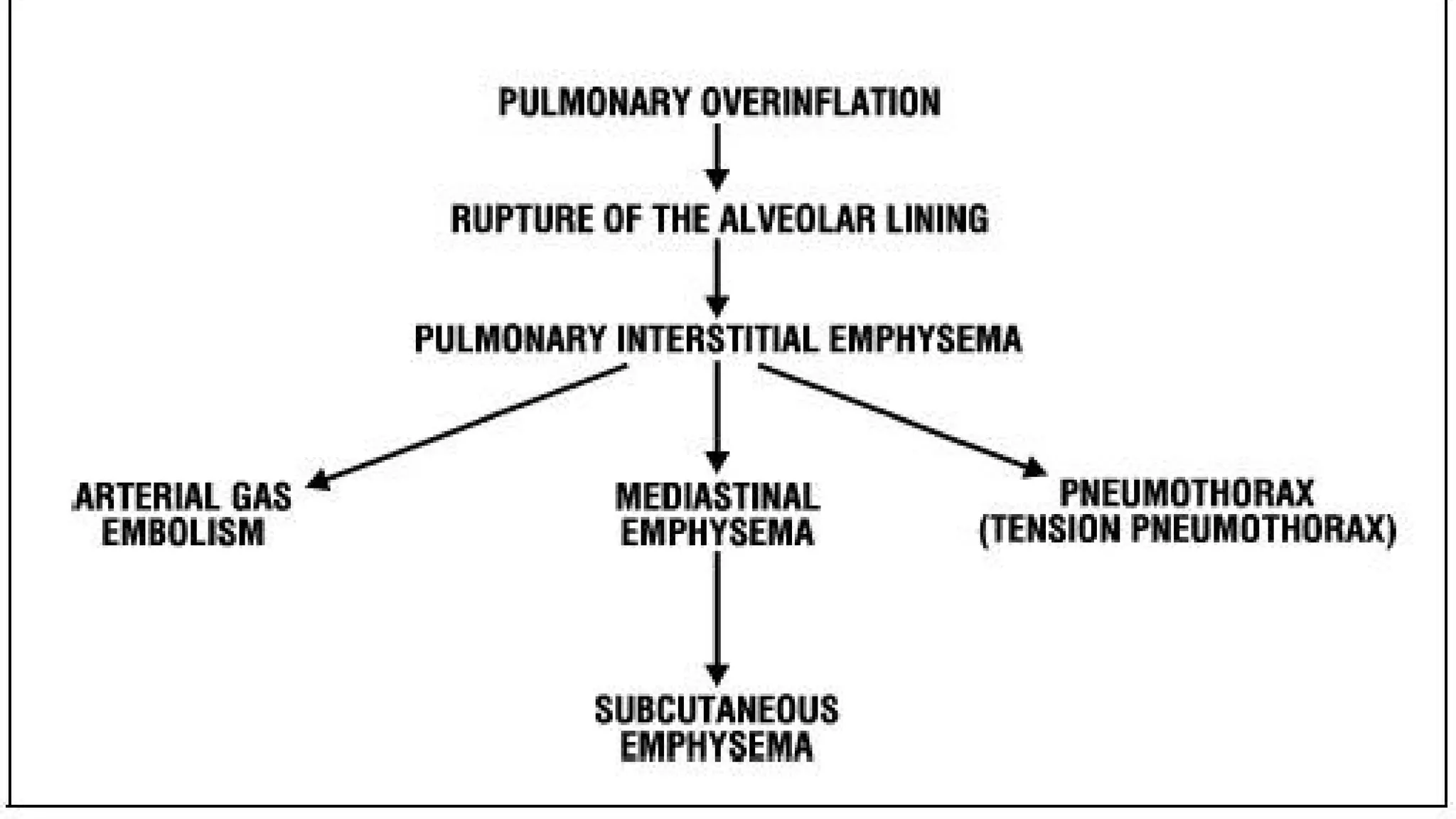 physiology of diving | PPT