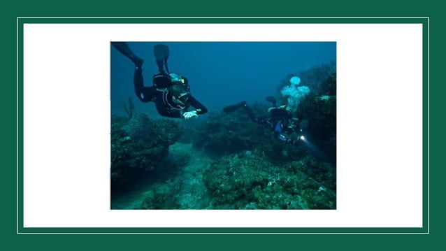 physiology of diving | PPT