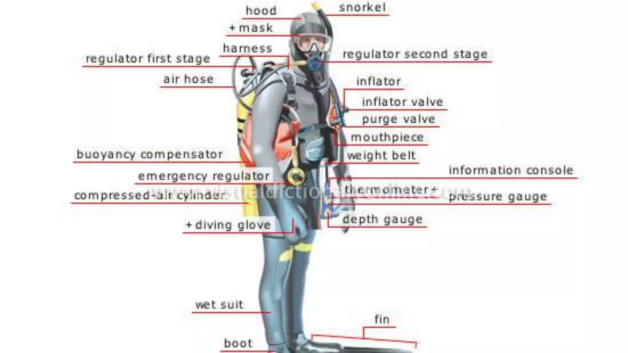 Diving Physiology | PPT