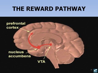 Physiology of drug addiction | PPTX