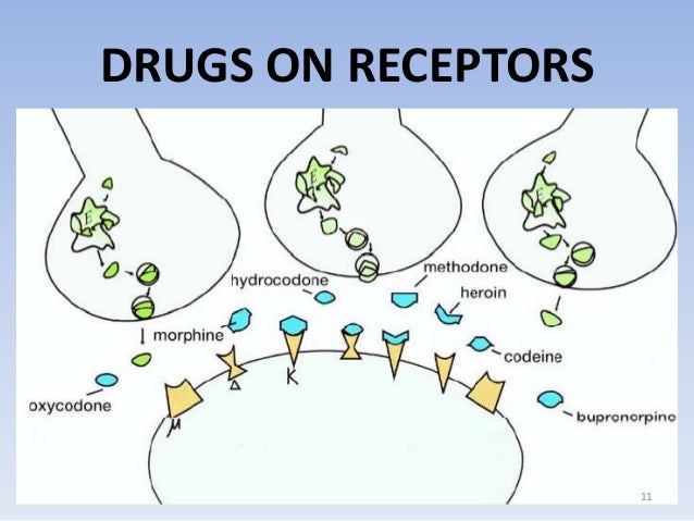 Physiology of drug addiction