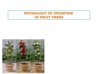 PHYSIOLOGY OF DWARFISM IN FRUIT CROPS.pptx