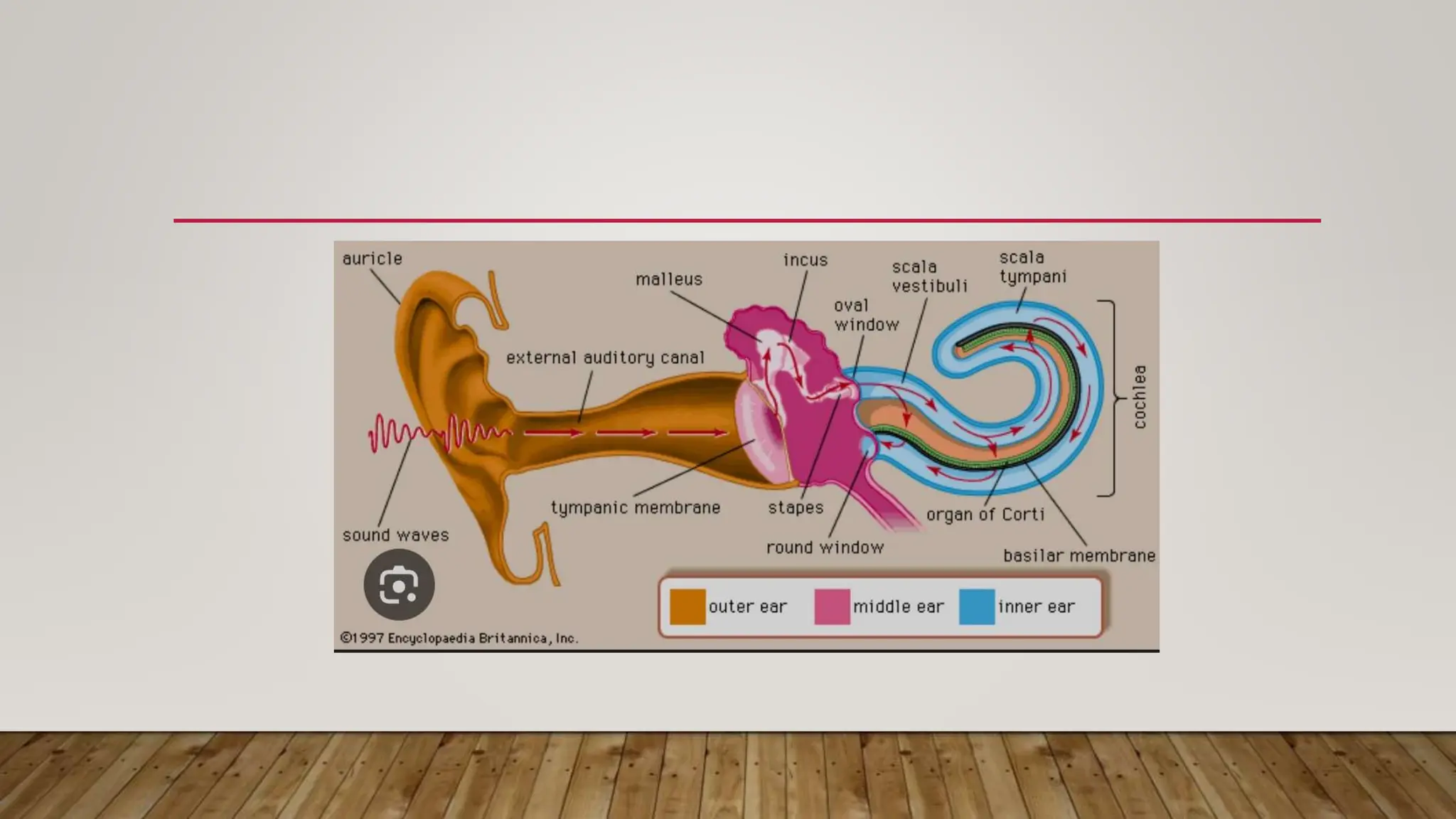 physiology of ear.pptx medical topic easy explanation with short slide ...