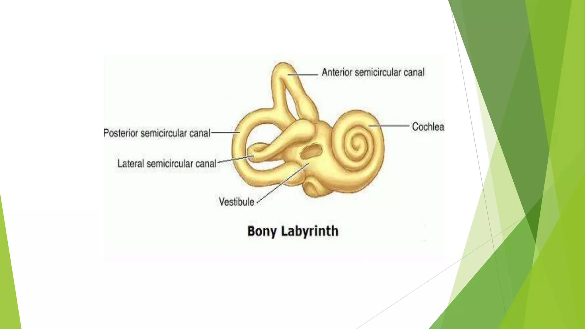 Physiology of ear | PPTX