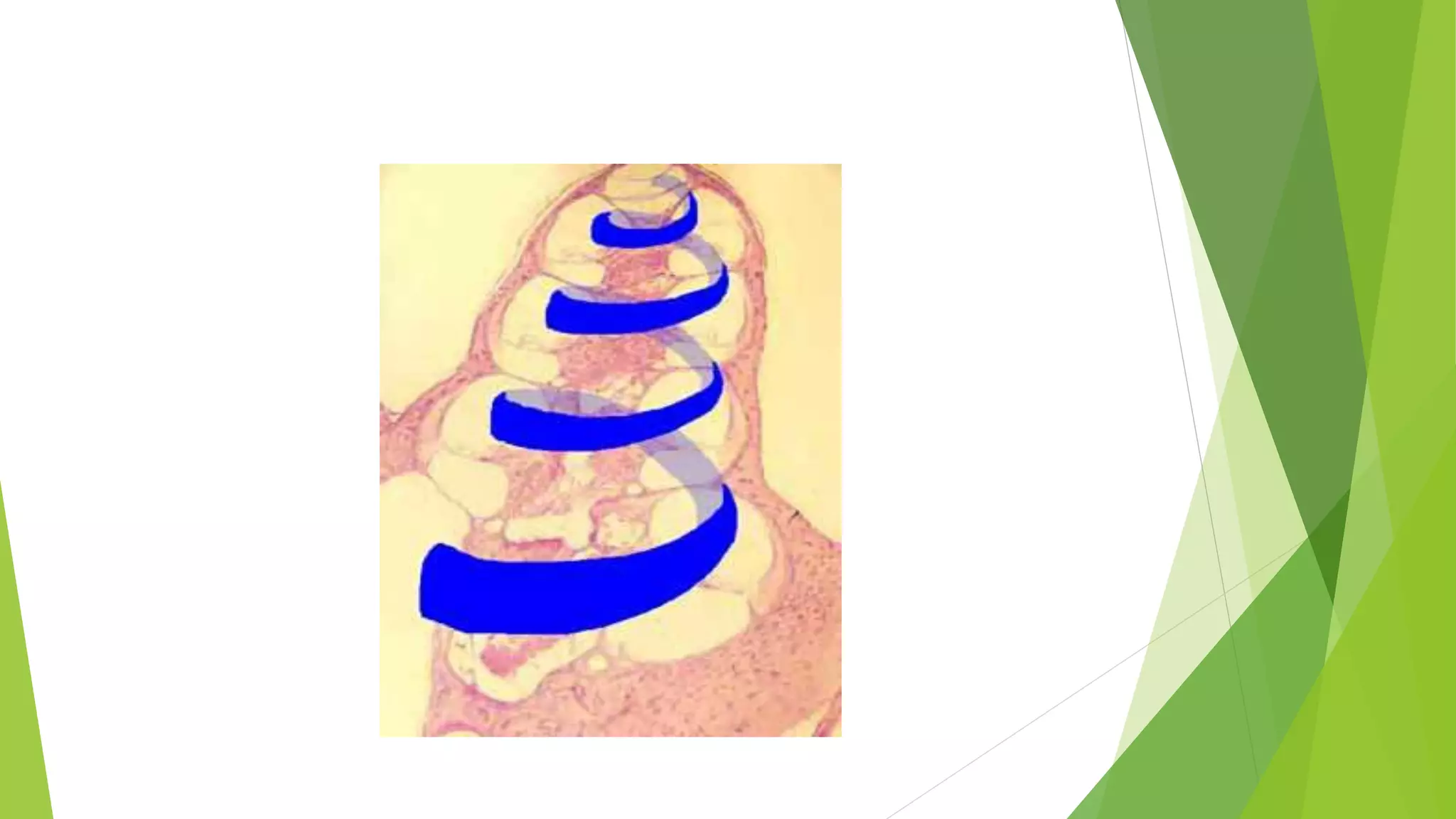Physiology of ear | PPTX