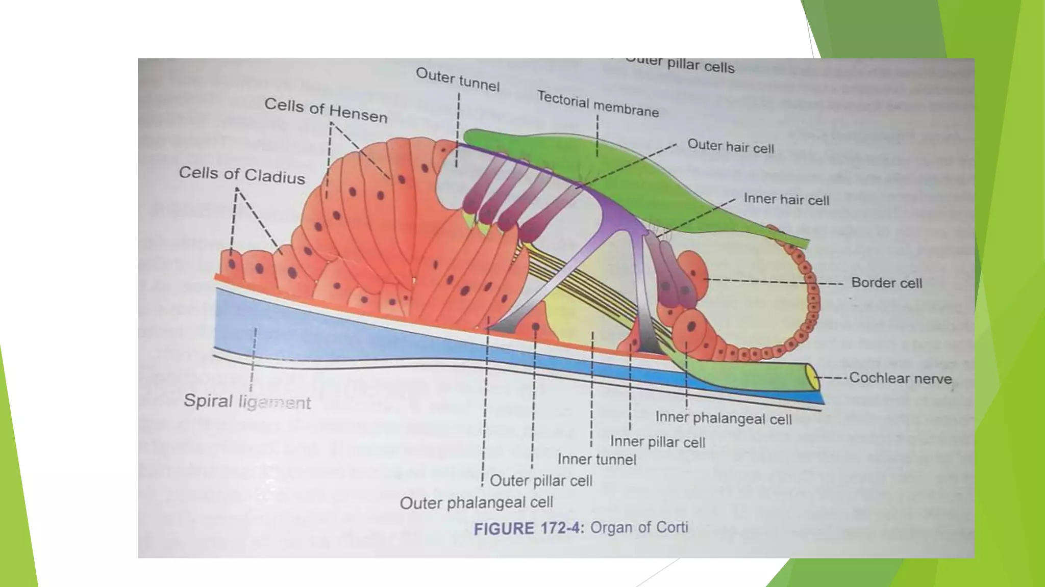 Physiology of ear | PPTX