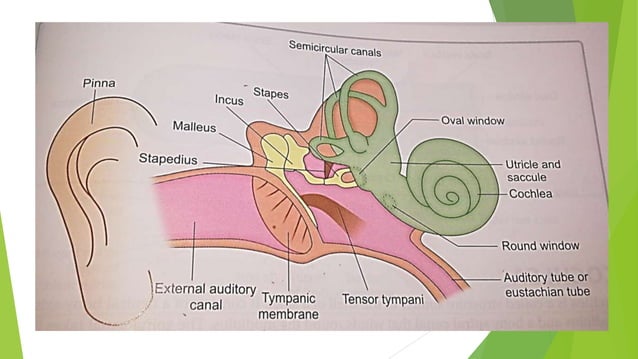Physiology of ear | PPTX | Ear, Nose and Throat Conditions | Diseases ...