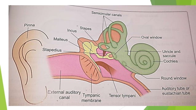 Physiology of ear | PPTX | Ear, Nose and Throat Conditions | Diseases ...
