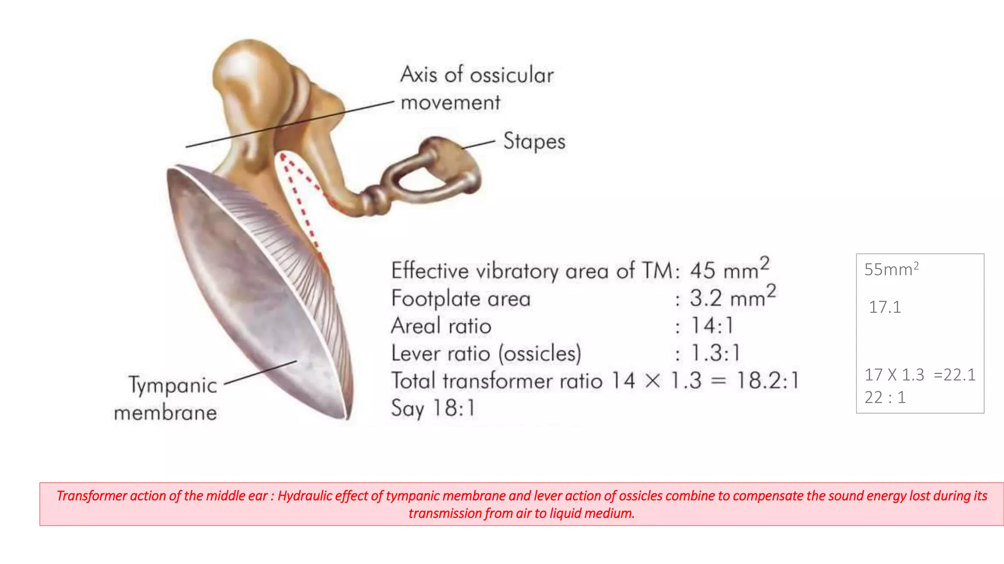 Physiology of ear UG.pptx | Digital Audio | Computer Software and Applications