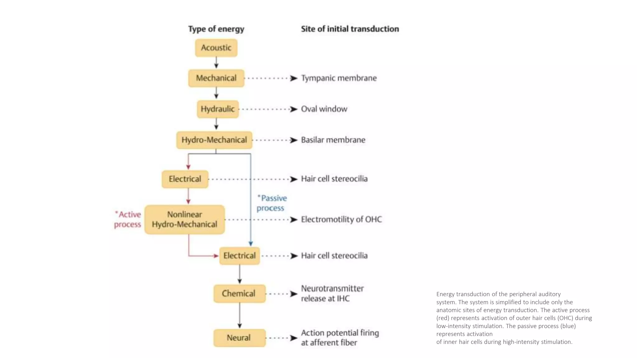 Physiology of ear UG.pptx | Digital Audio | Computer Software and Applications