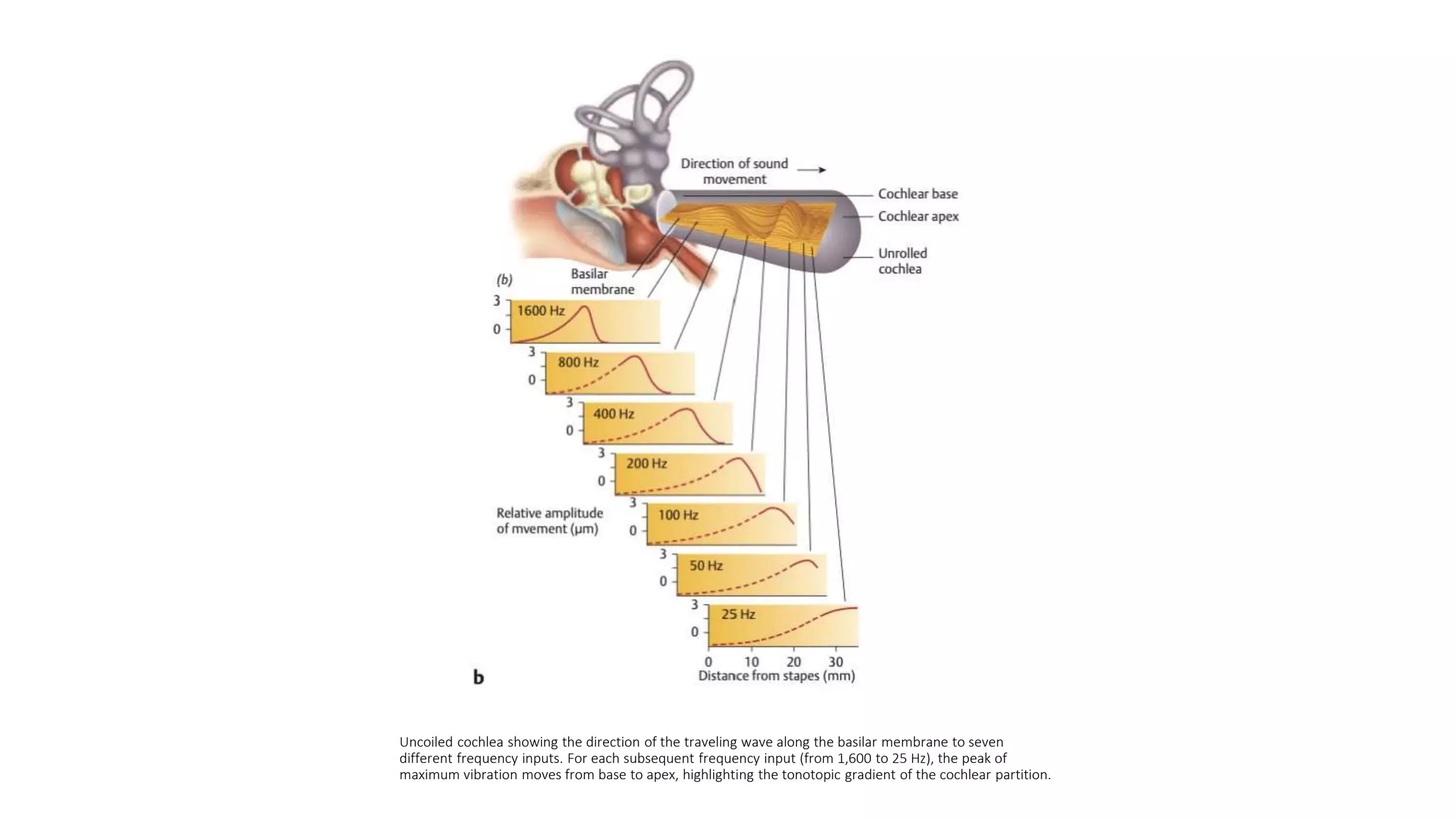Physiology of ear UG.pptx | Digital Audio | Computer Software and Applications