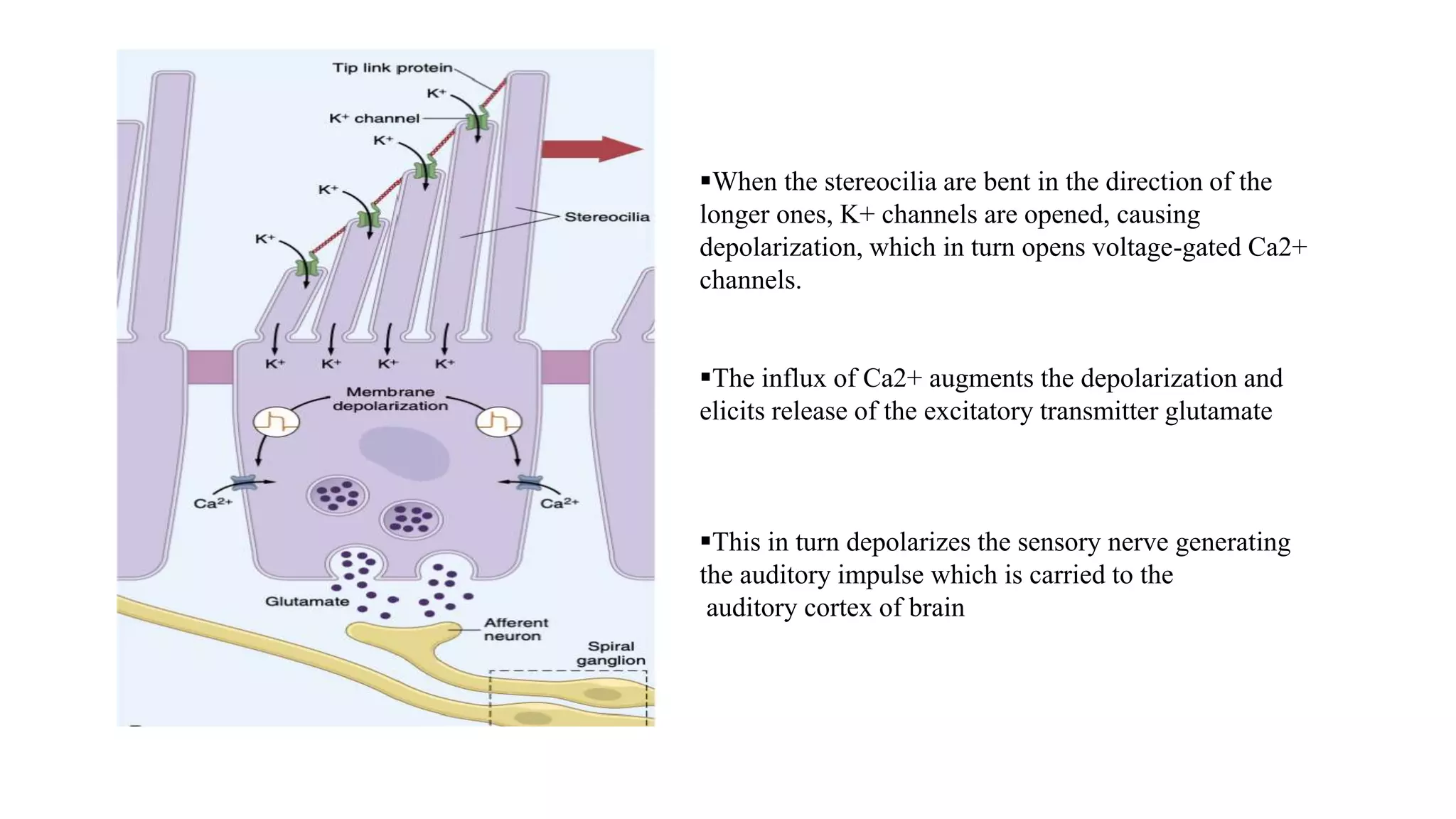Physiology of ear UG.pptx