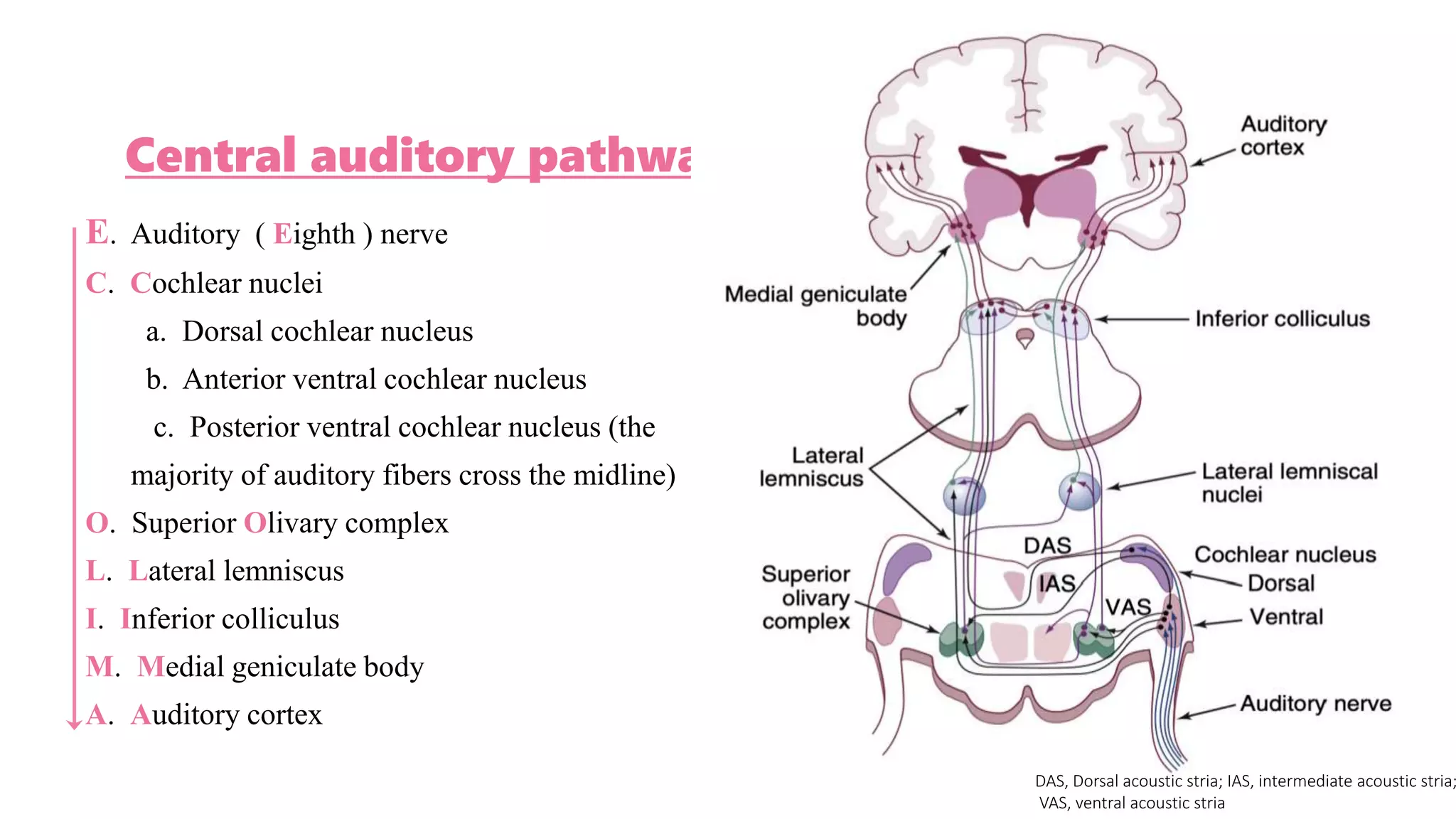 Physiology of ear UG.pptx | Digital Audio | Computer Software and Applications