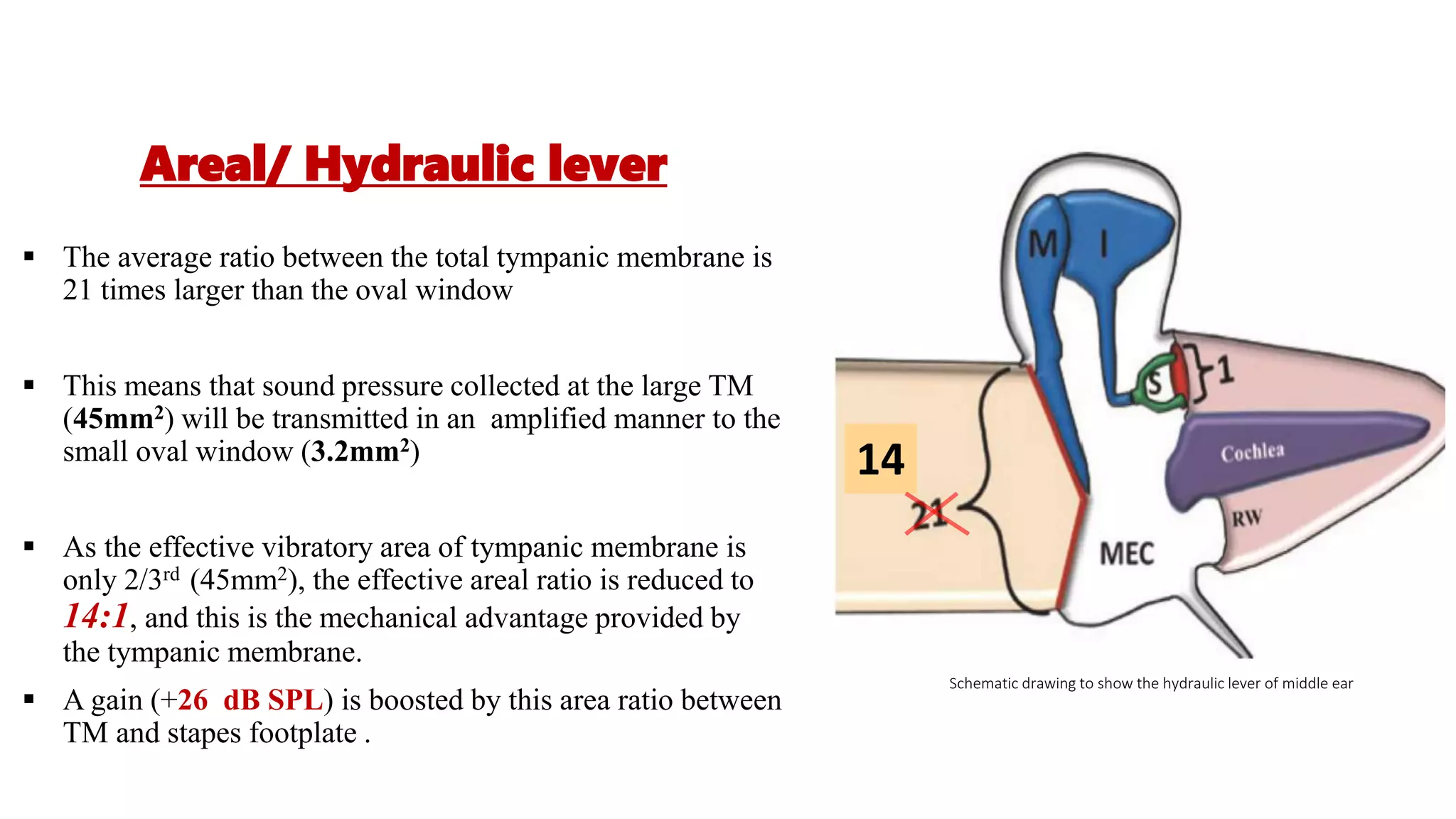 Physiology of ear UG.pptx