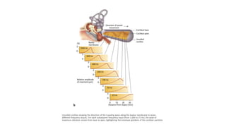 Physiology of ear UG.pptx