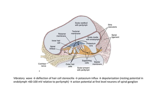 Physiology of ear UG.pptx | Digital Audio | Computer Software and Applications