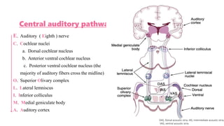 Physiology of ear UG.pptx
