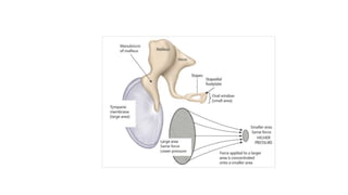Physiology of ear UG.pptx | Digital Audio | Computer Software and Applications